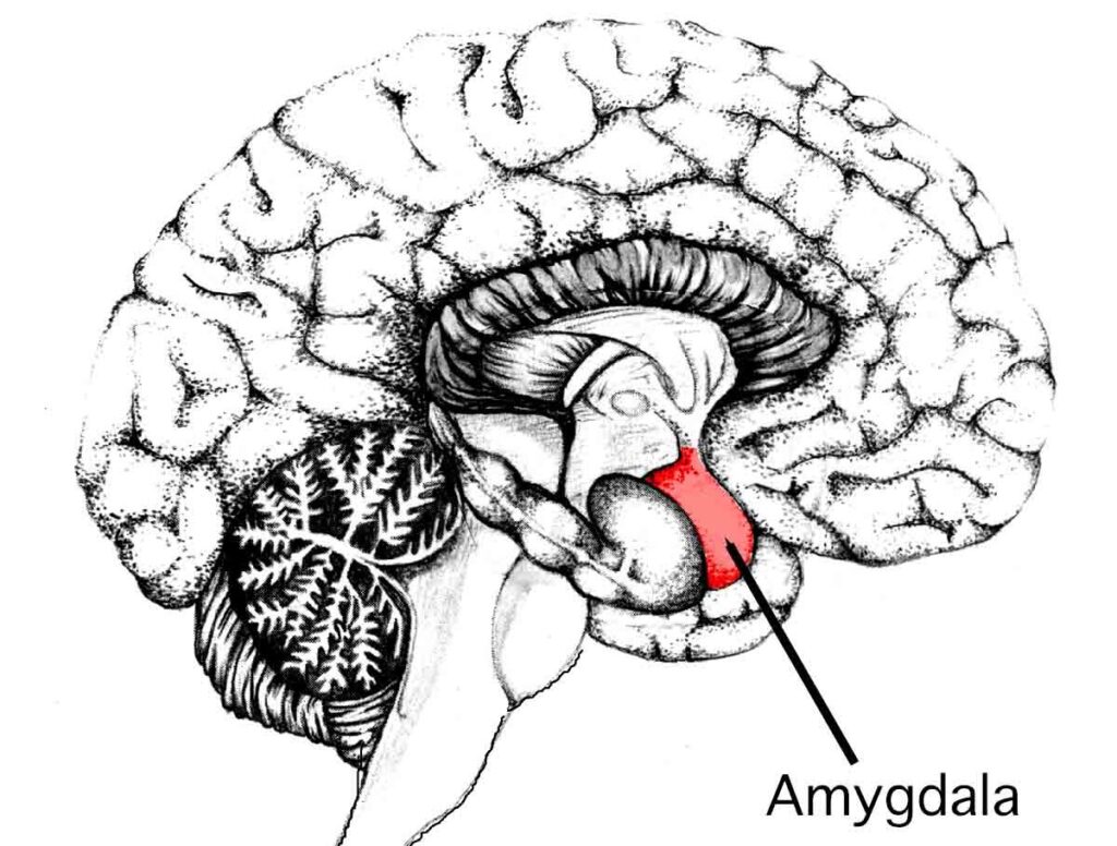 What Is The Amygdala? - The Jist